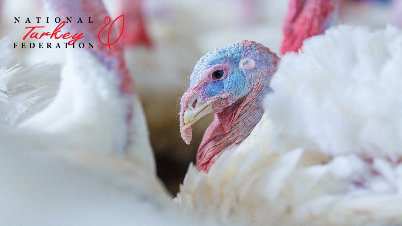 National Turkey Federation Welcomes 2021 Presidential Turkeys - YouTube