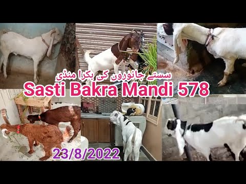 Daly Bakra Mandi Goat Market Apni Bakra mandi 578 - YouTube