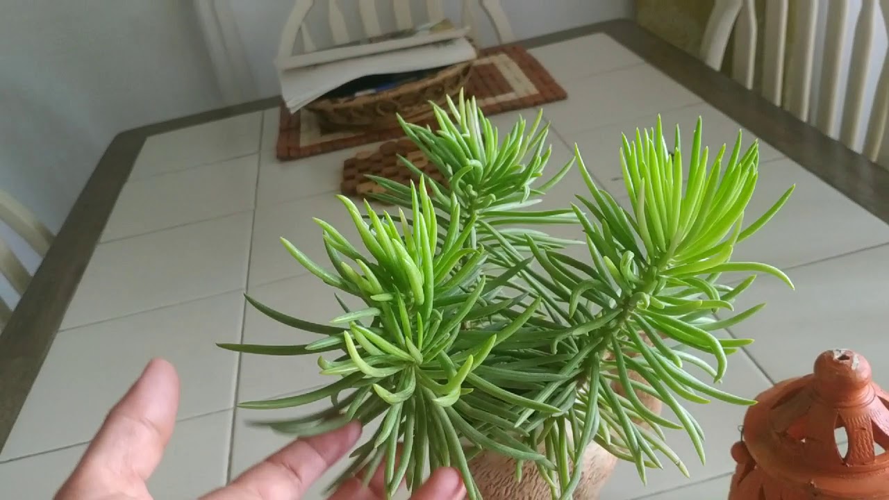 Succulent bush senecio_Senecio Barbertonicus_Beautiful evergreen shrub ...