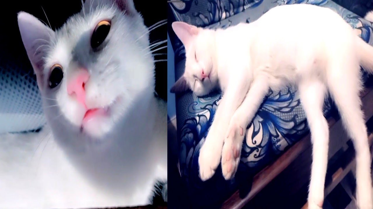 Beautiful funny cute cat |Beautiful cute cat funny 🤣 compilation💯🥰 ...