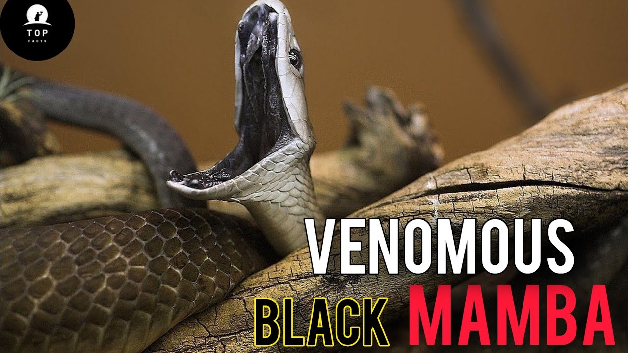 The Deadly Black Mamba: The Silent Killer of the Savanna - YouTube