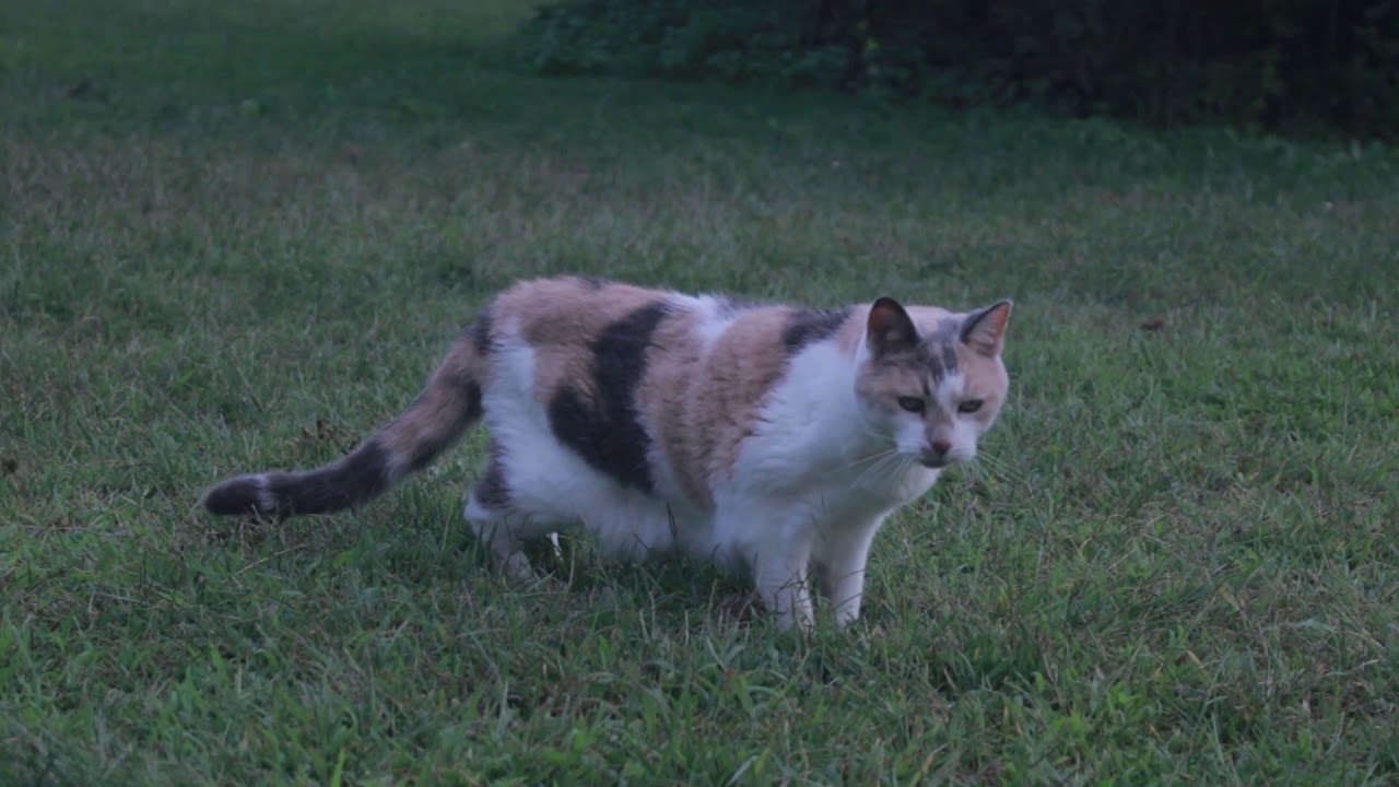 Cat playing with Insects, trying to hunt them - YouTube