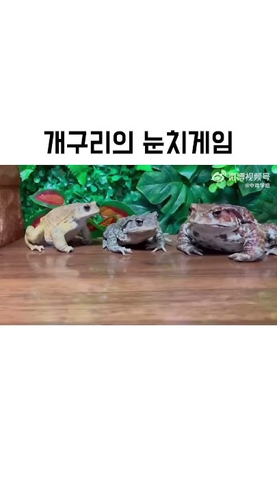 개구리의 눈치게임 Youtube