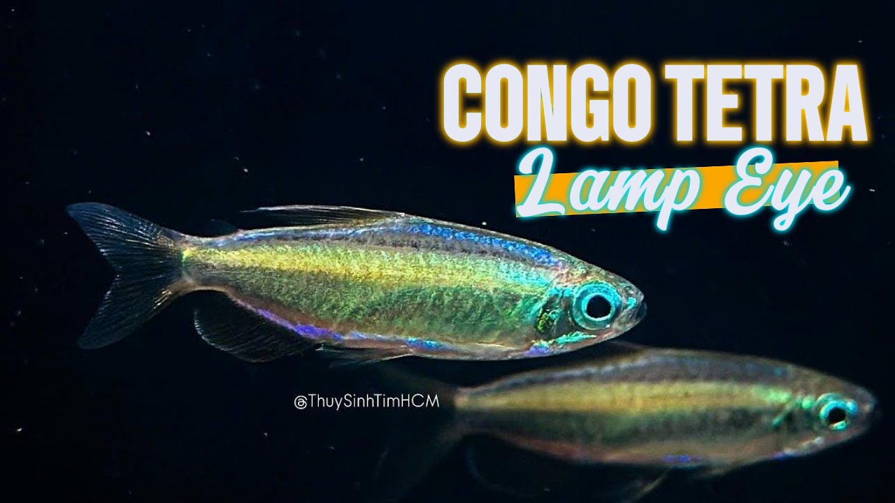 Lamp Eye Congo Tetra - Congo Vàng Mắt Xanh - Thuỷ Sinh Tím - YouTube