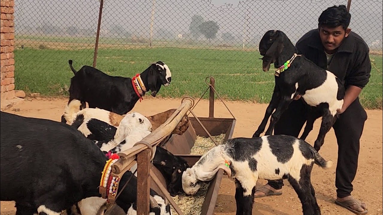 Mustafa Mewat Goat Farm Alwar Rajasthan | Beetal Mewati Barbara ...