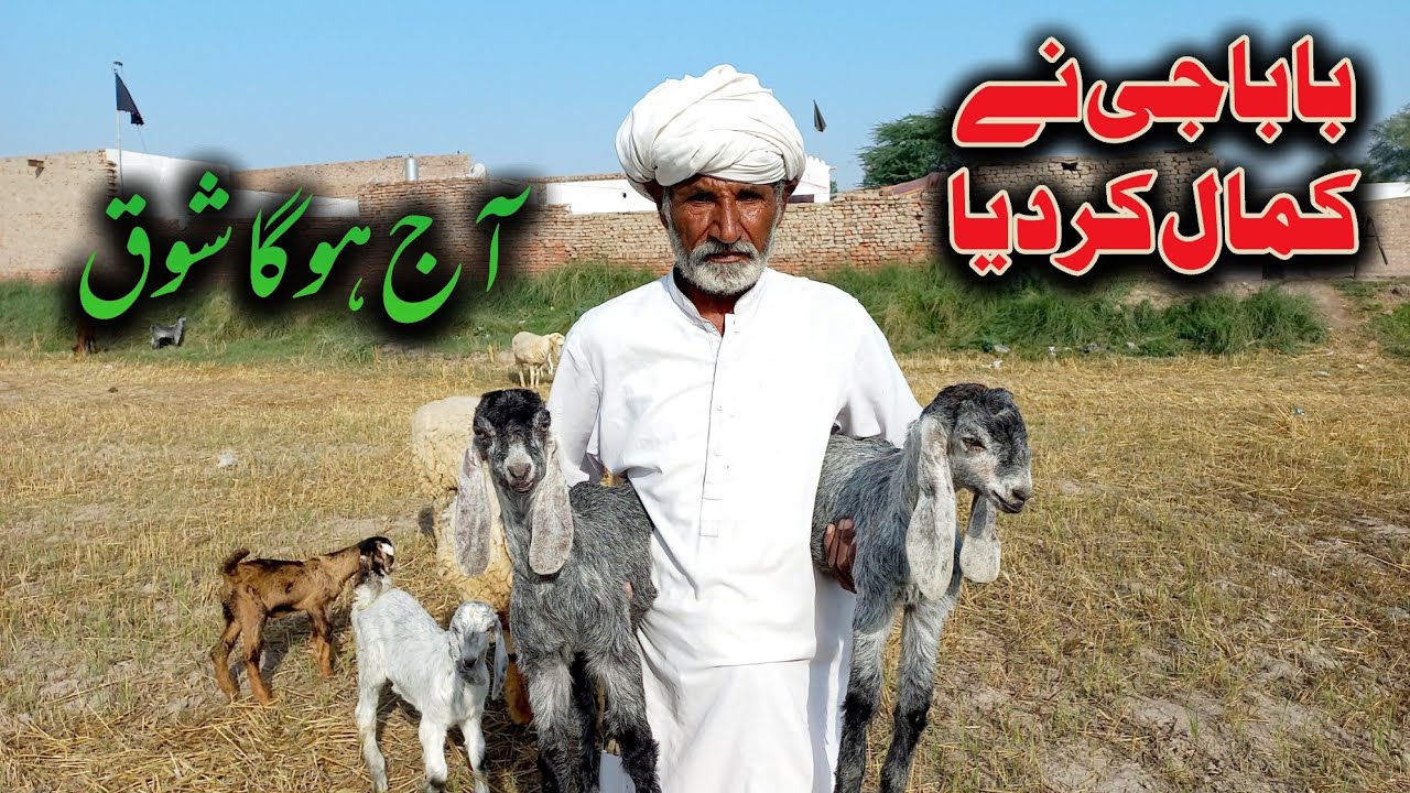 Biggest Nachi Goats ! Top Quality Nachi 👌 Goats ! goat farming Pakistan ...