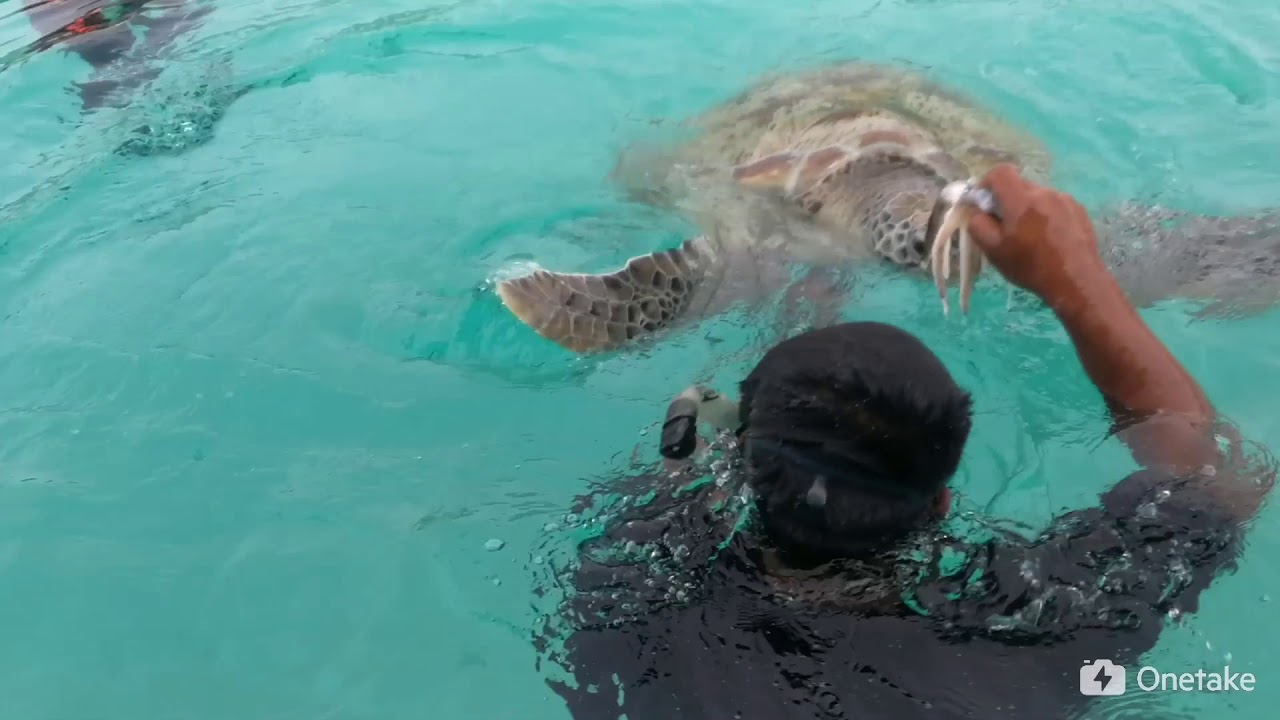 Sea Turtle [ Pulau Redang] - YouTube