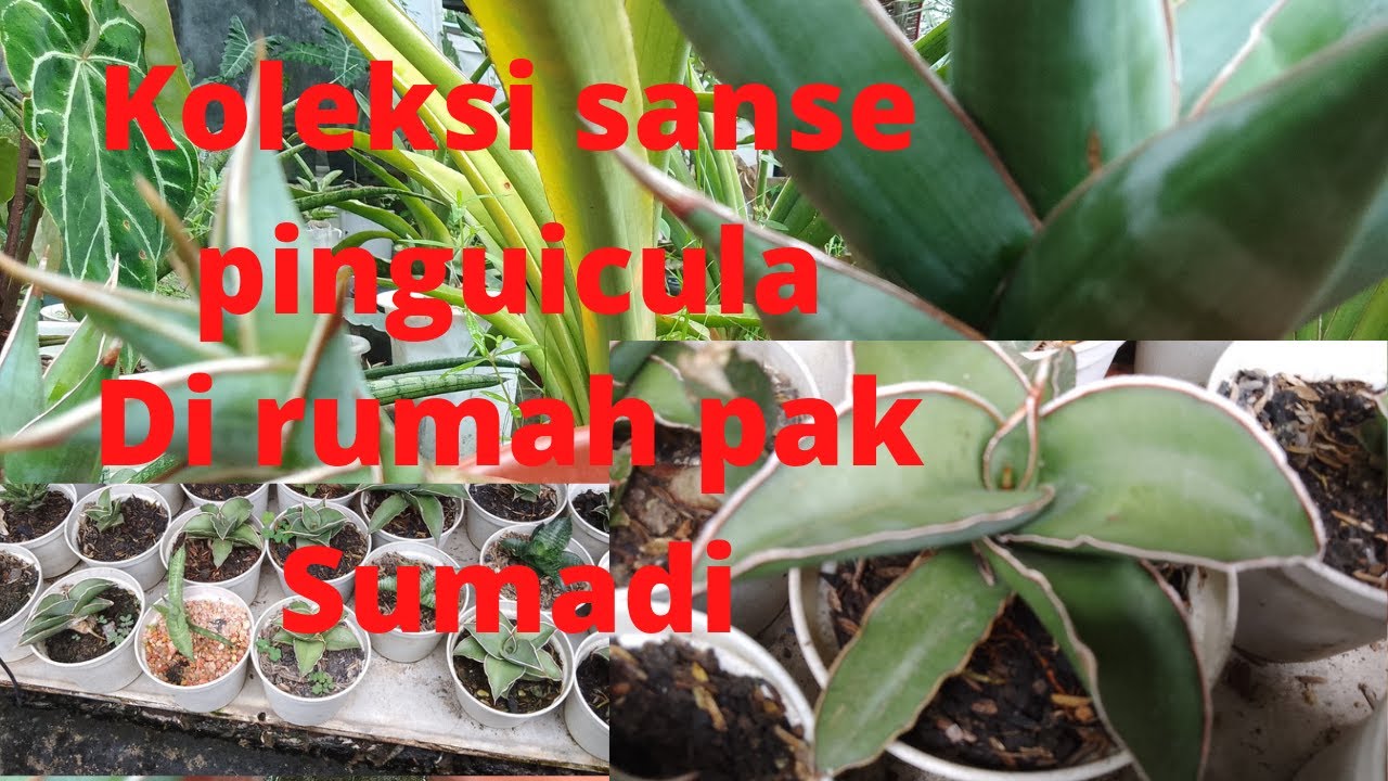Koleksi sanse pinguicula pak Sumadi-Grebek sanse pinguicula pak Sumadi ...