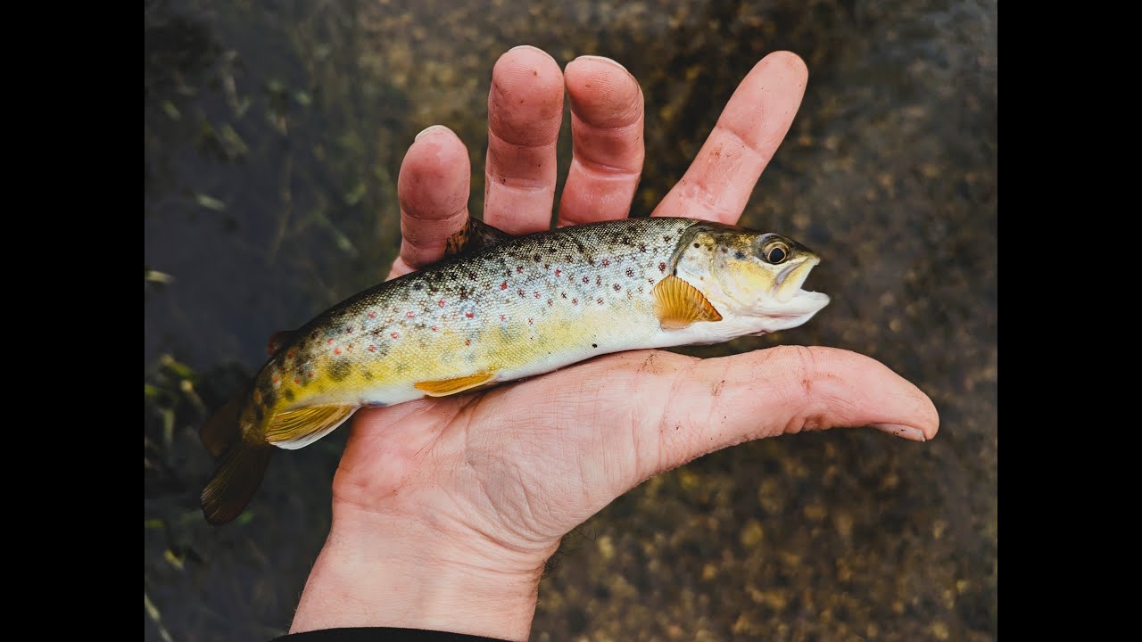 The Grind with Tom Geraci: When swans (and trout) attack - YouTube