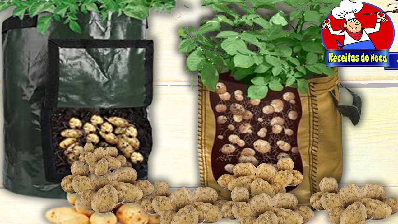 Como cultivar batata em sacos com fartura - YouTube