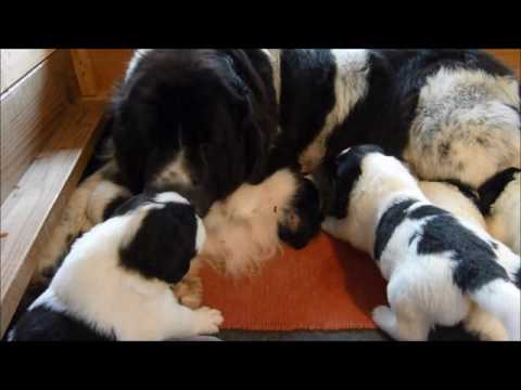 Landseer ECT puppies' first three weeks - YouTube