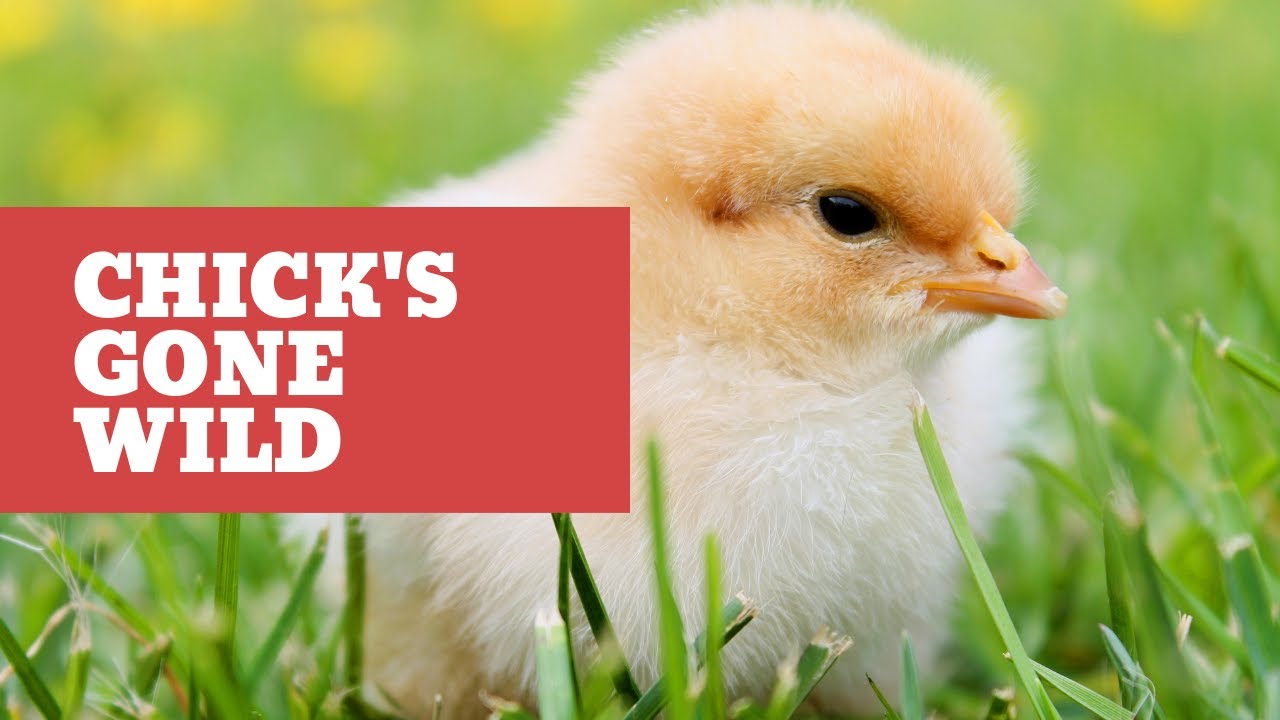 CHICK's GONE WILD | RAISING WILD CHICKENS ON THE FARM - YouTube