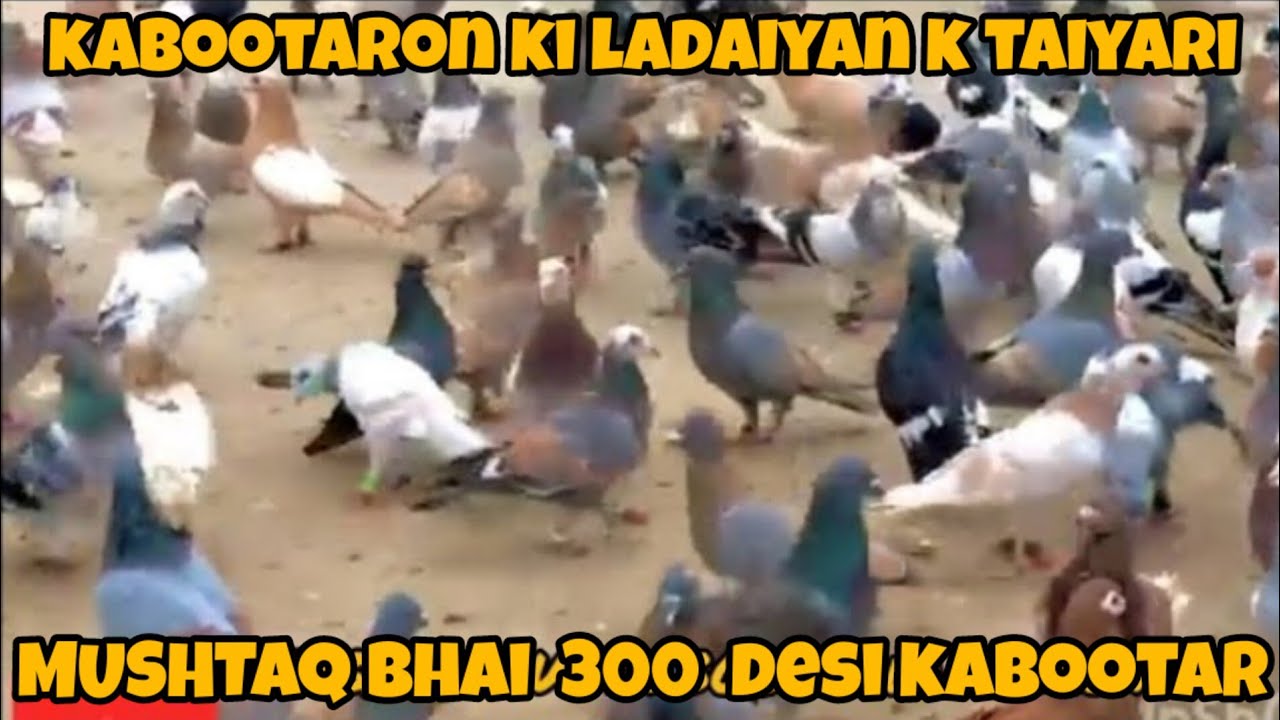 Kabootar Niche Gir Gaya | MUSHTAQ bhai With 300 New Ghagre lalban ...