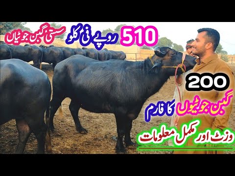 Sultan Cattle Farm Lodhran || How To Start Dairy Farming || Farming ...