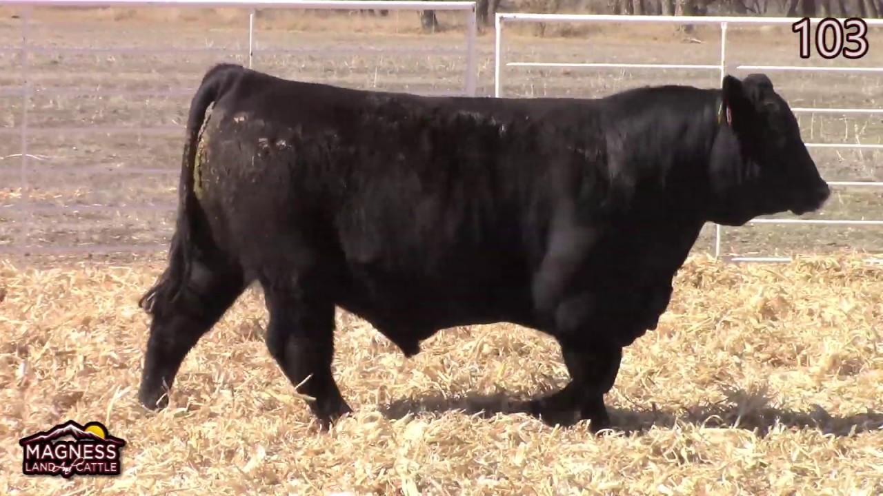 103 - 2020 Western Slope Bull Sale - YouTube
