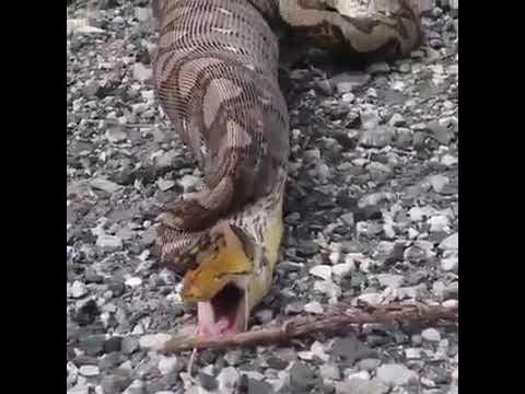 Big snake (dragon) 🐉 swallowed & throw back cow 🐄 - YouTube