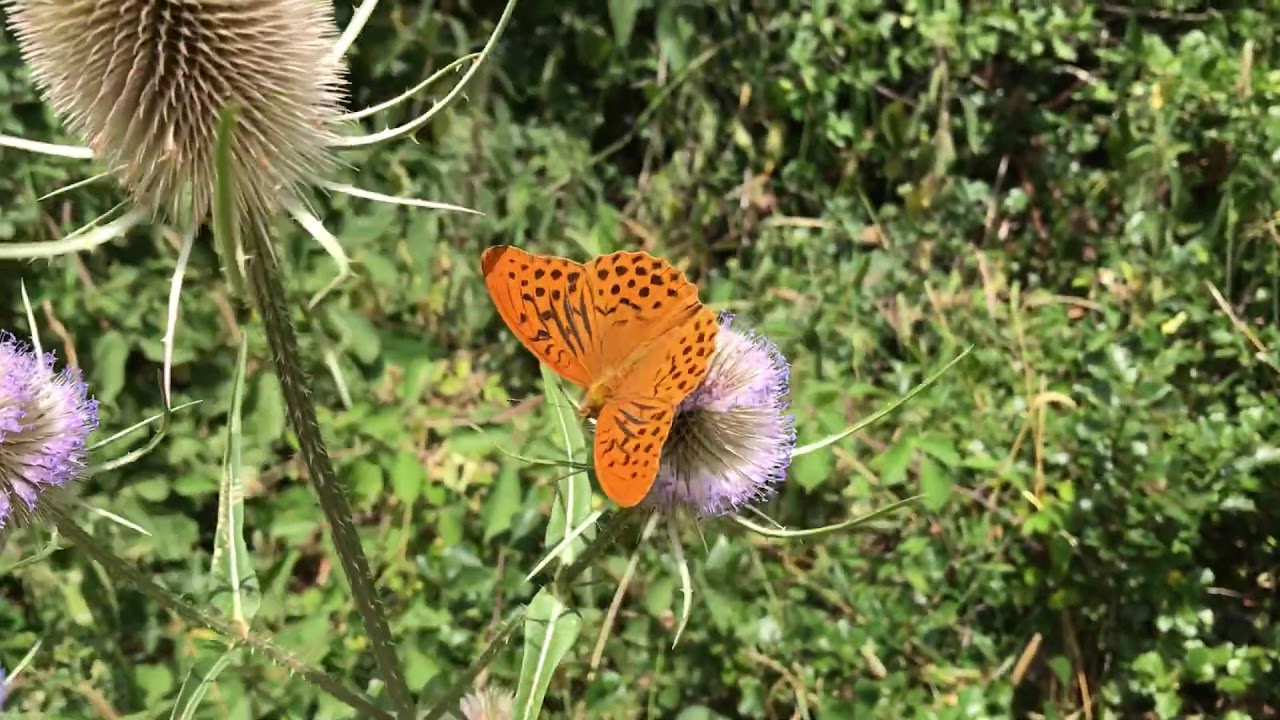 La farfalla 🦋 e l’ape 🐝 - YouTube