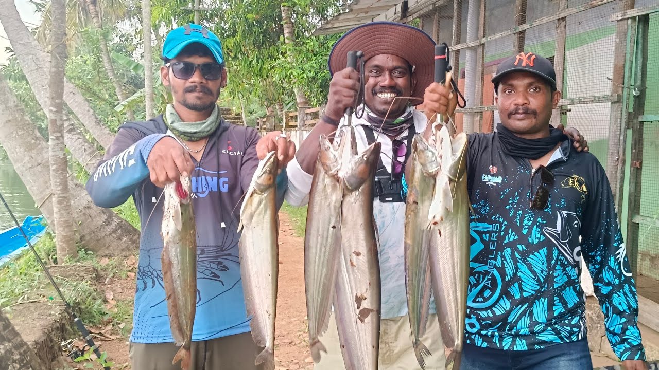 വാള ചാകര തുടങ്ങി മക്കളെ #snakeheadfishing#fishingaddict #fishing # ...