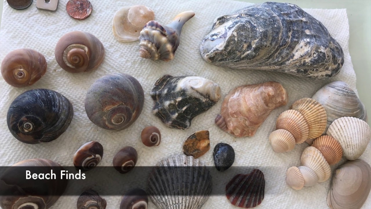 Beachcombing New Jersey Shore - Nature, Animals & Beach Combing Finds ...
