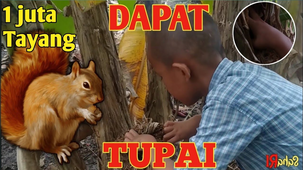 EKSPERIMEN SARANG TUPAI || baby tupai - YouTube