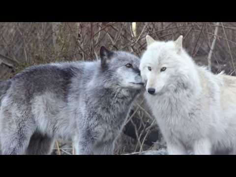 Wolves say, \