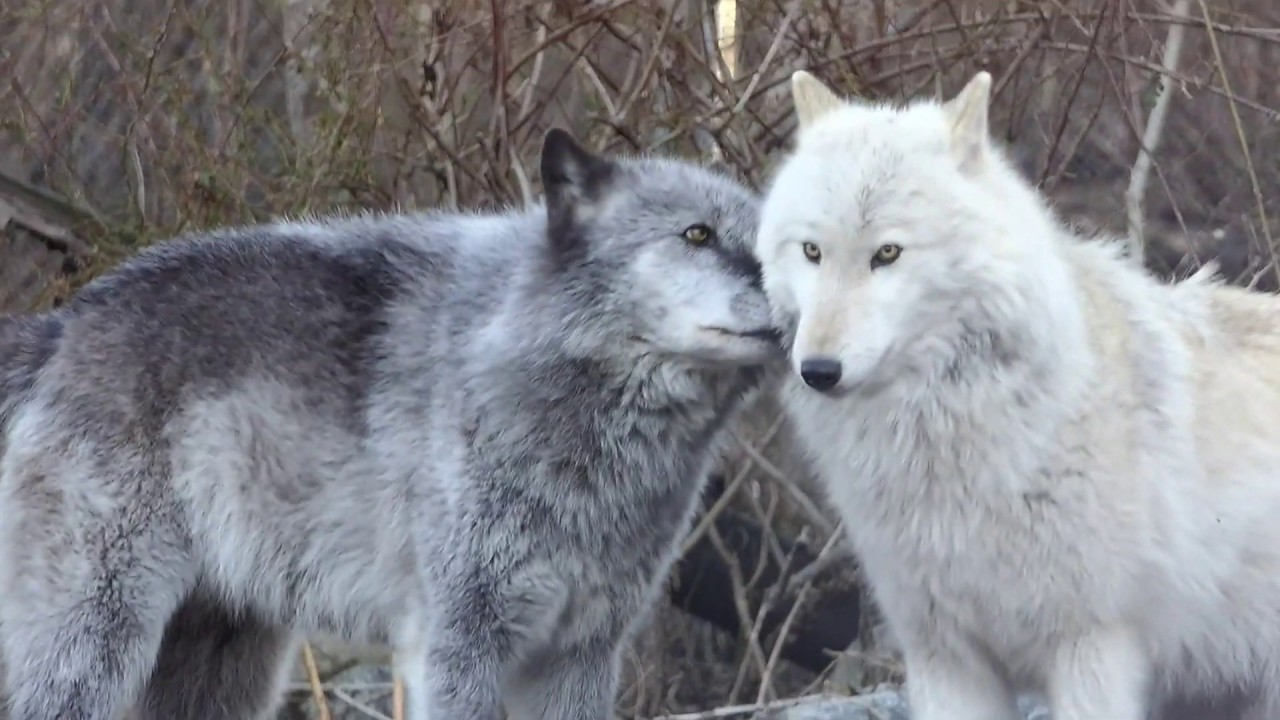 Wolves Say Hello I Love You You Too You As Well YouTube wolves-say-hello-i-love-you-you-too-you-as-well-youtube