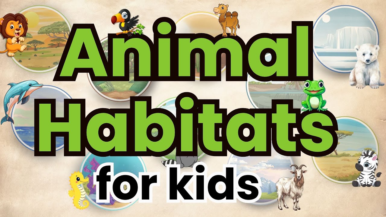 Habitats for Kids | Learn all about Rainforest, Ocean, Desert, Forest ...