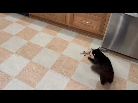 Meet Sybil a Domestic Medium Hair currently available for adoption! 5/21/2026 9:47:50 AM