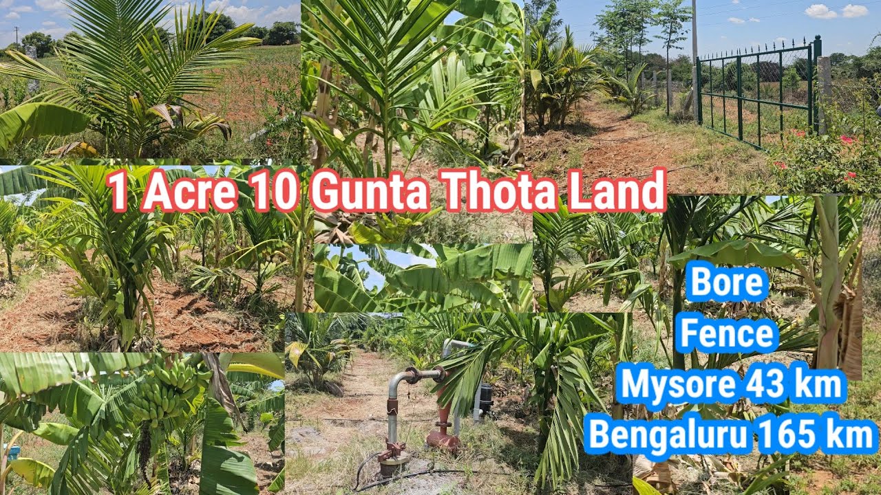 #soldout 1 Acre 10 Gunta Farm Land For sale Bore Fence arecanut coconut ...