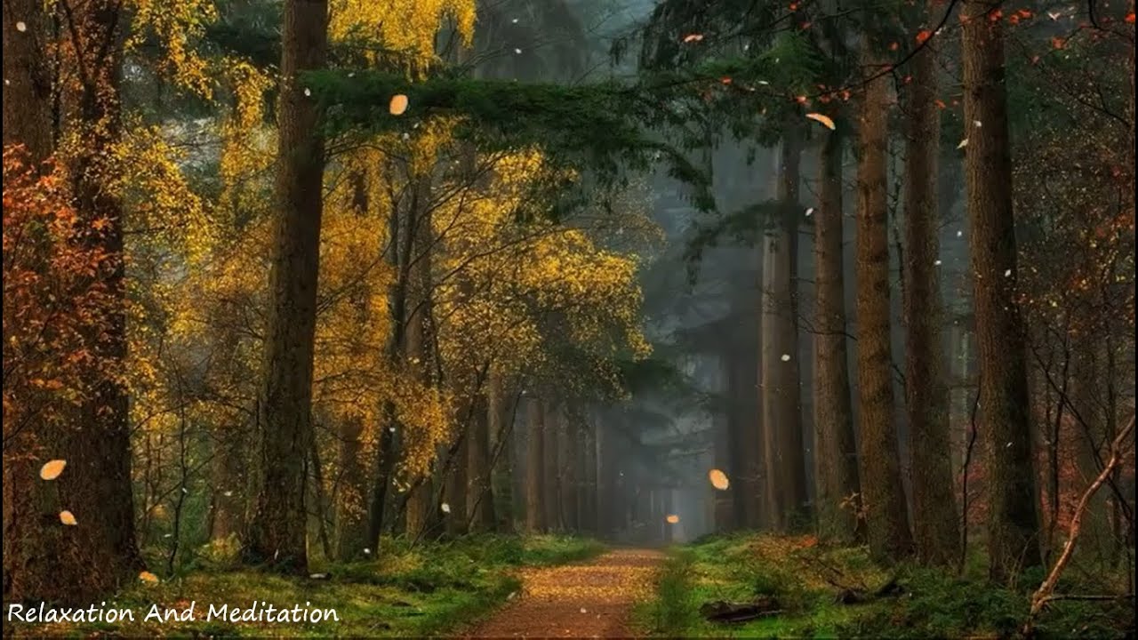 Soft Piano Music with Leave fall Video Best For Study Concentrate and ...