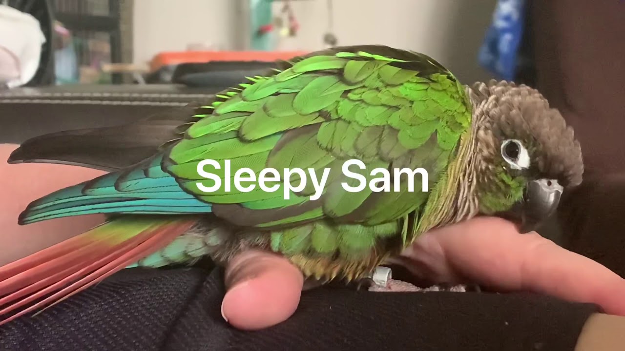 Sleepy Sam - YouTube