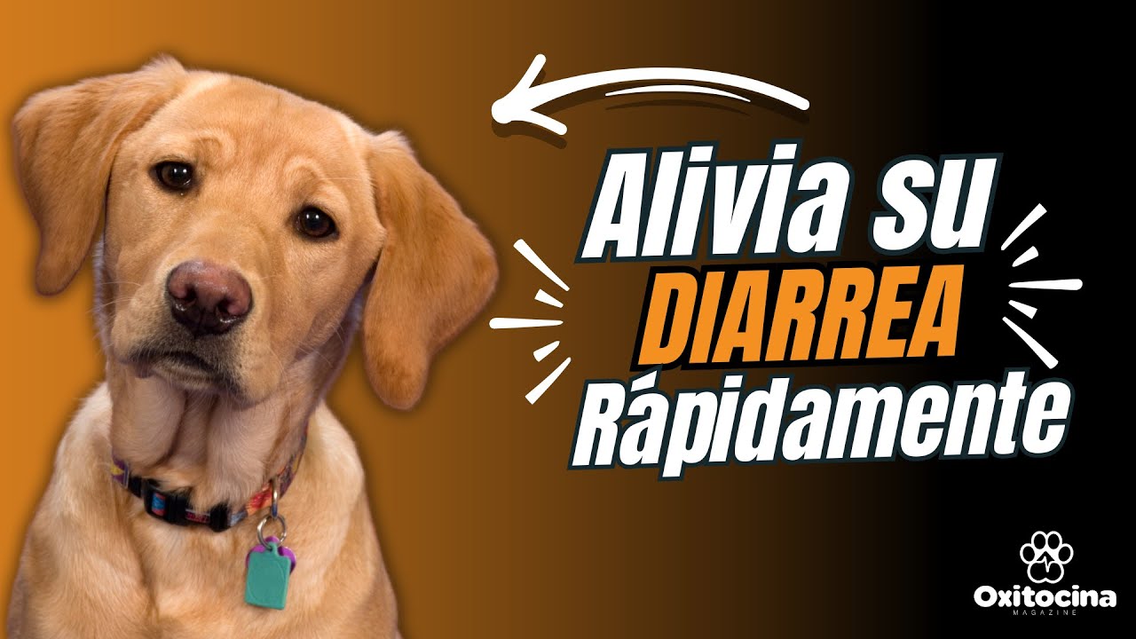Cómo Tratar la Diarrea en Perros: Causas y Soluciones Efectivas - YouTube