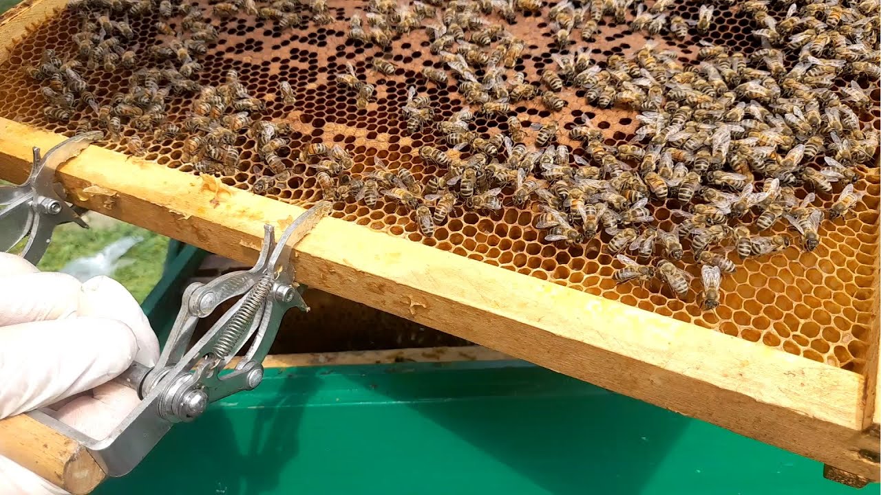 A inflorit teiul ! Roiurile dupa 5 saptamani - Stupina Urbana #bee # ...