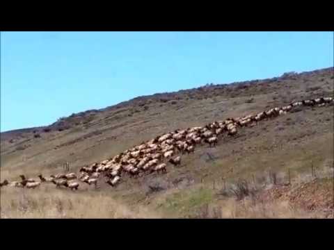 ElkRun, Kittitas County, Washington, Elk