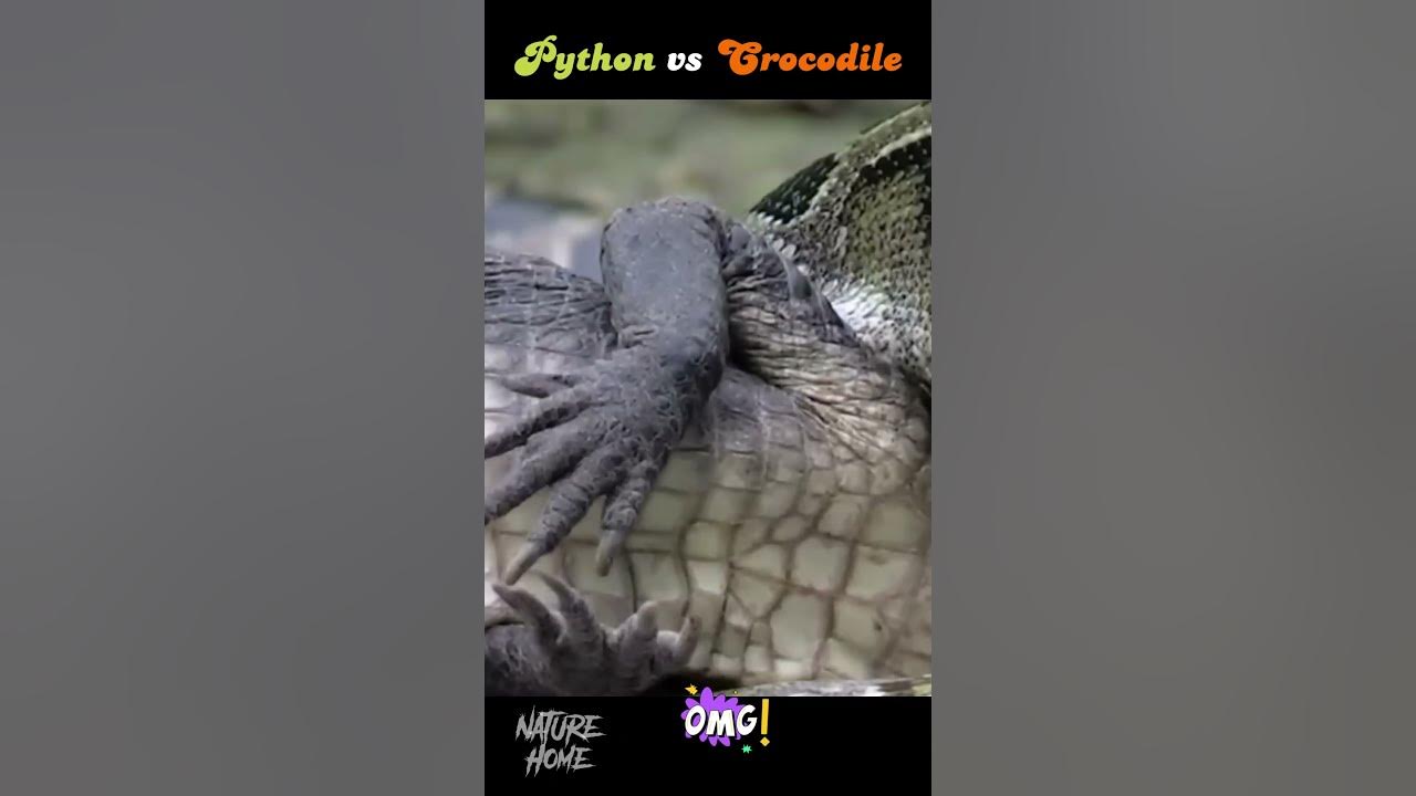 Python vs Crocodile Real Fight 🐊 🐍#shorts #shortsvideo #fight #python # ...