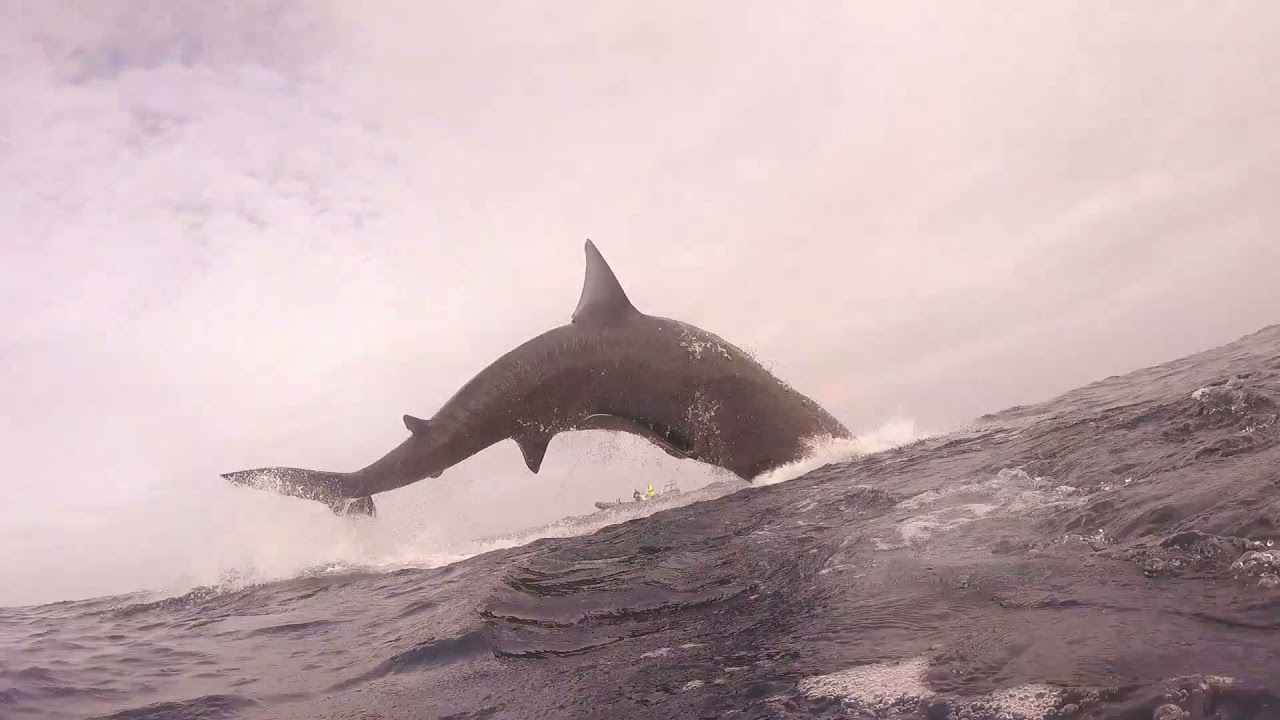 Diver Gets Up-Close View of Basking Shark Breach Off Irish Coast - YouTube