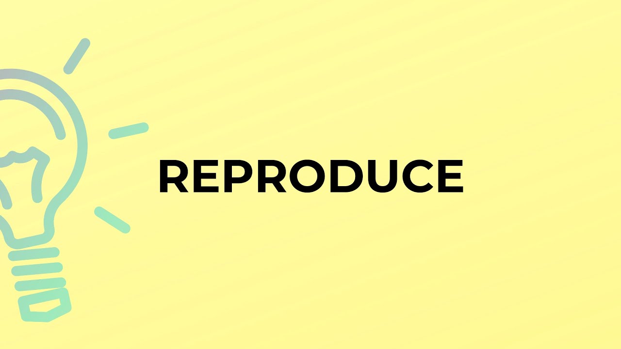 What Is The Meaning Of The Word REPRODUCE YouTube what-is-the-meaning-of-the-word-reproduce-youtube