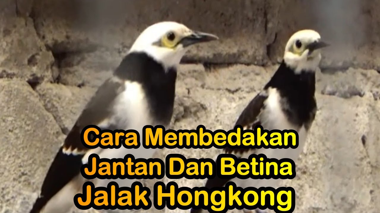 CIRI CIRI BURUNG JALAK HONGKONG JANTAN MAUPUN BETINA -@SukamdiChannel ...