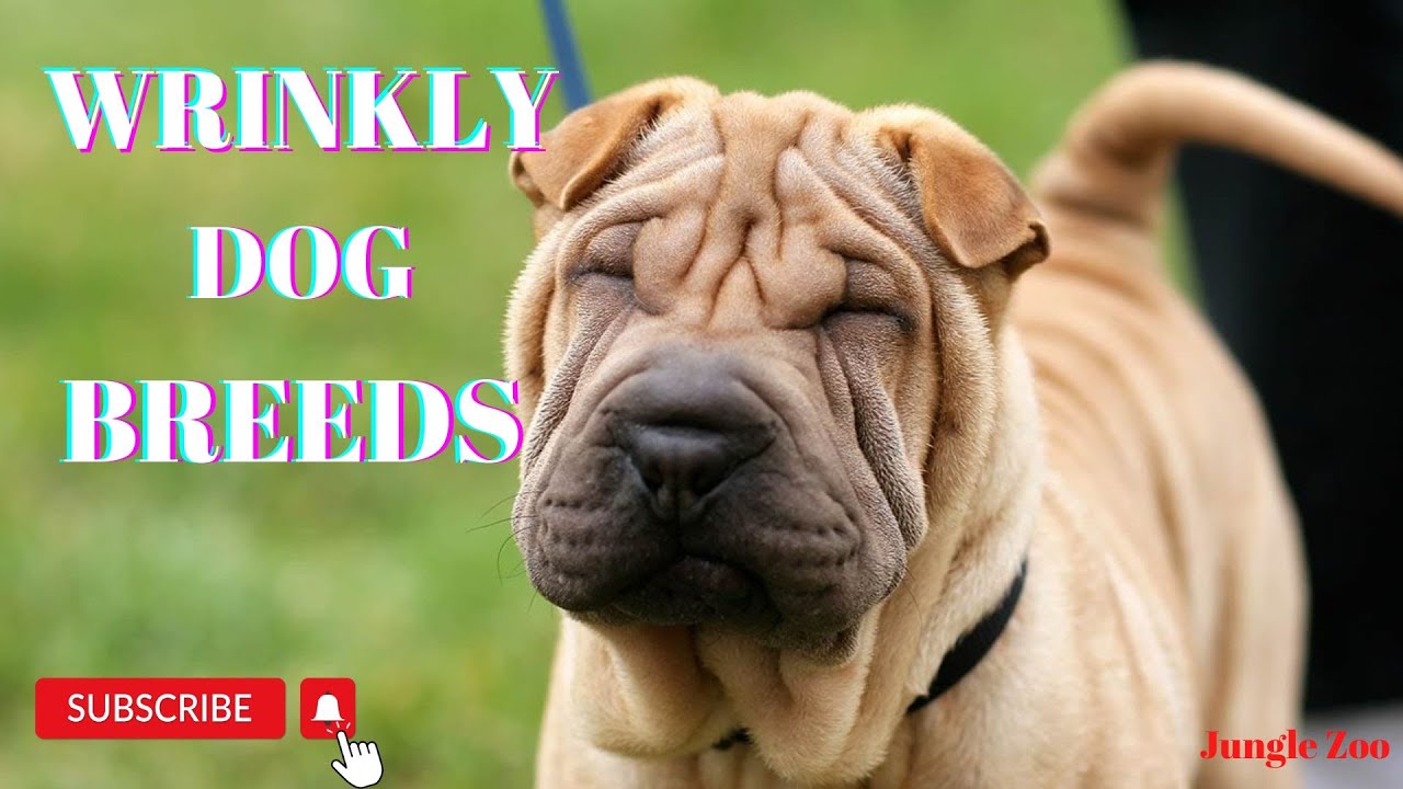 WRINKLY DOG BREEDS. - YouTube