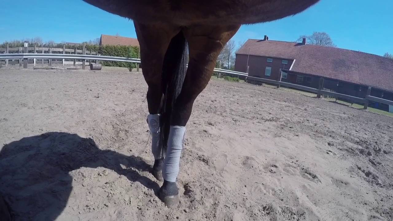 [GoPro] Horse's Back Legs Jumping - YouTube