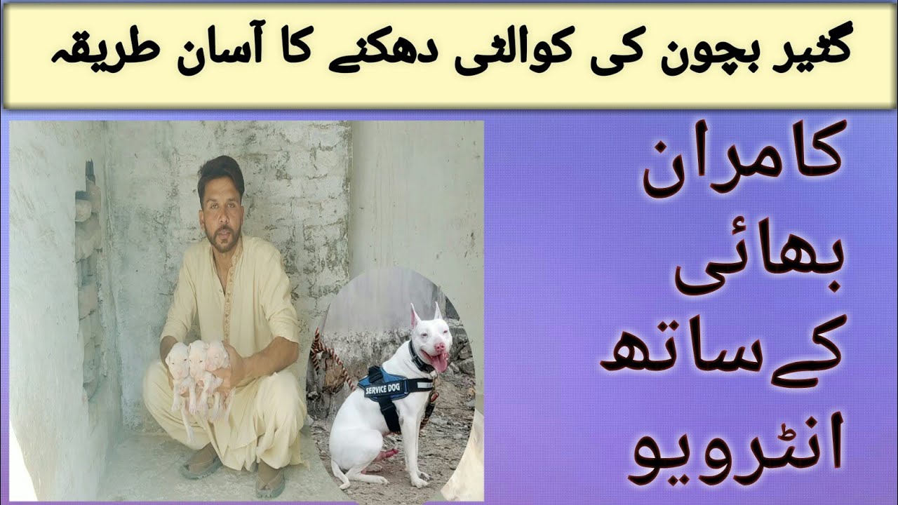 gultair dog ki pechan | gultair dog in pakistan | gultair puppy with ...