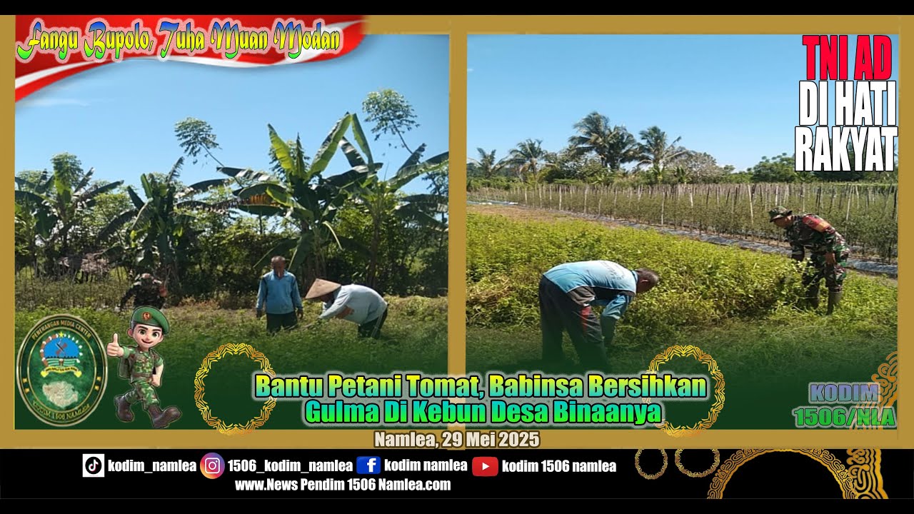 Bantu Petani Tomat, Babinsa Bersihkan Gulma Di Kebun Desa Binaanya ...