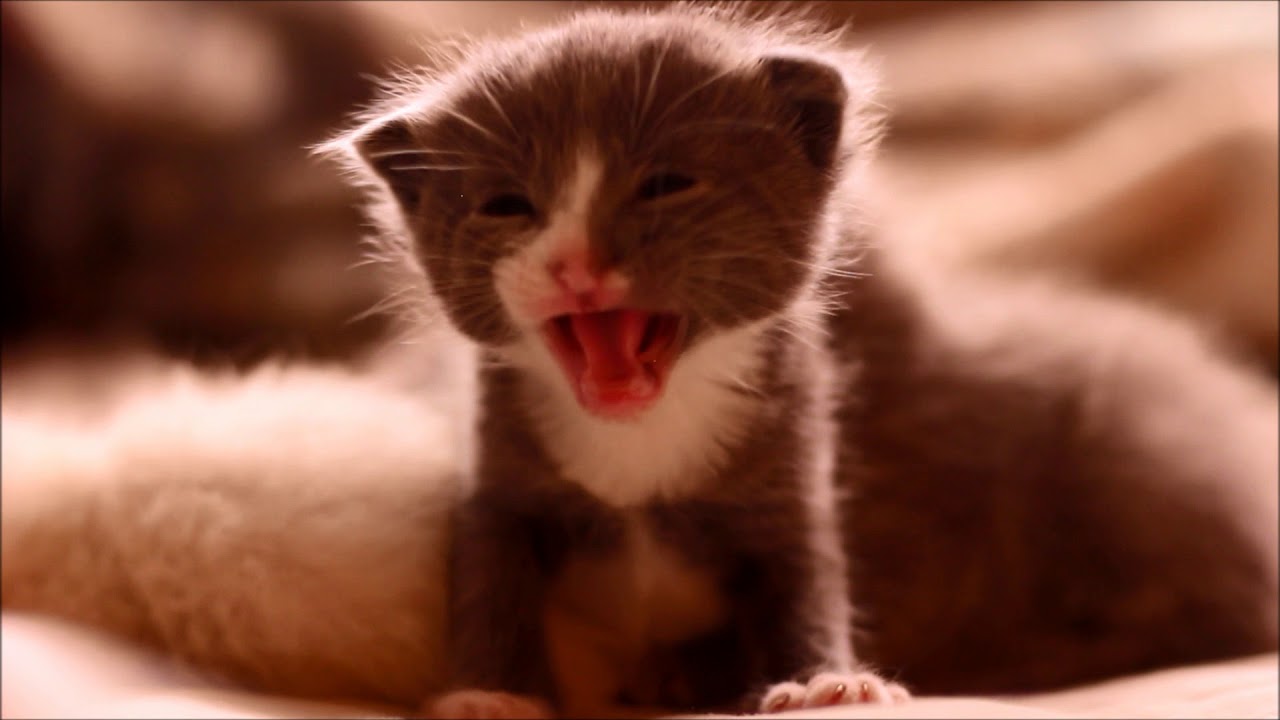 Kitten attack - YouTube