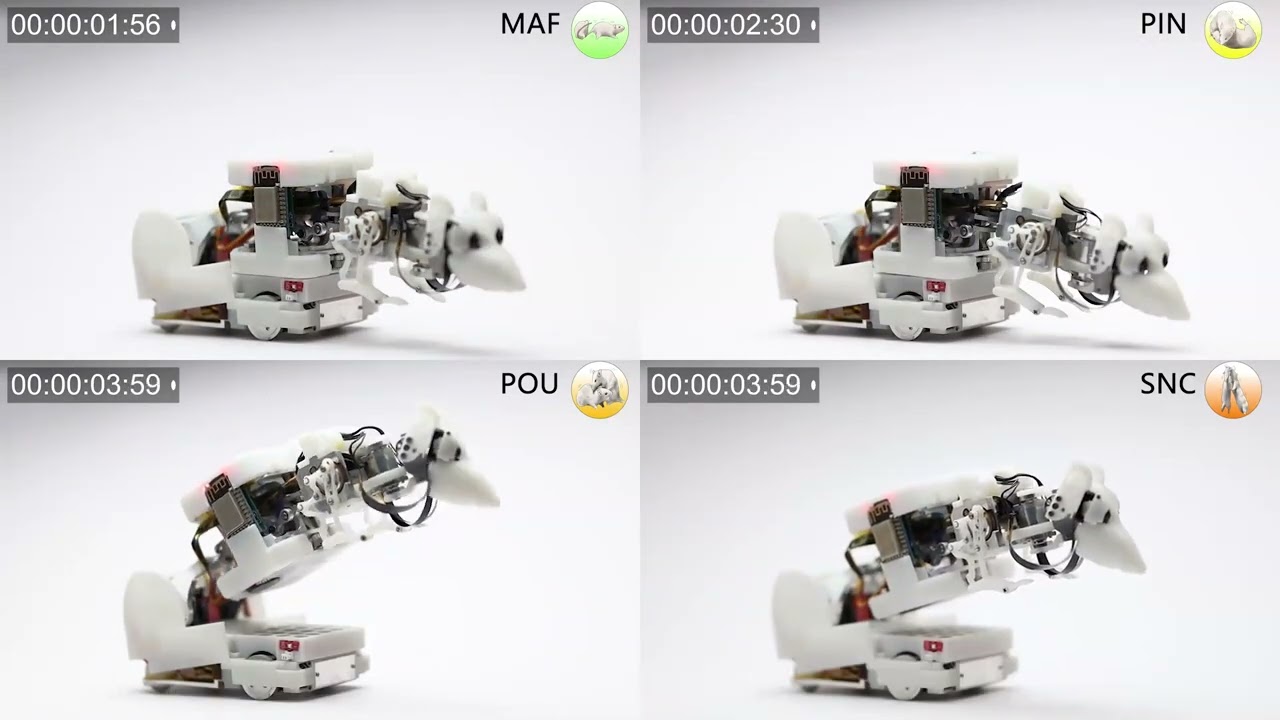 AI infiltrates the rat world: New robot can interact socially with real ...