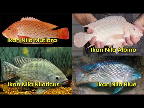6 JENIS-JENIS IKAN NILA UNGGULAN CEPAT BESAR YANG JARANG DIBUDIDAYAKAN