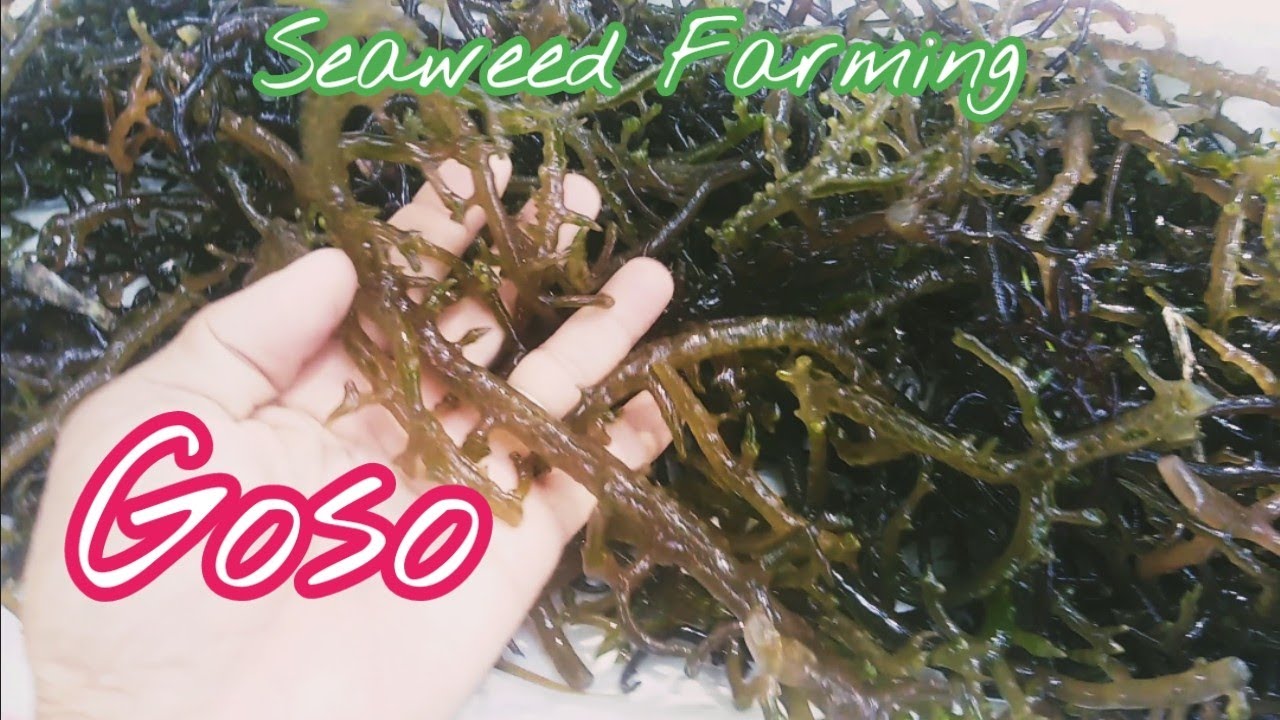 Seaweed Farming #kaprobinsya #buhayprobinsyana #seaweed #seaweedfarming ...