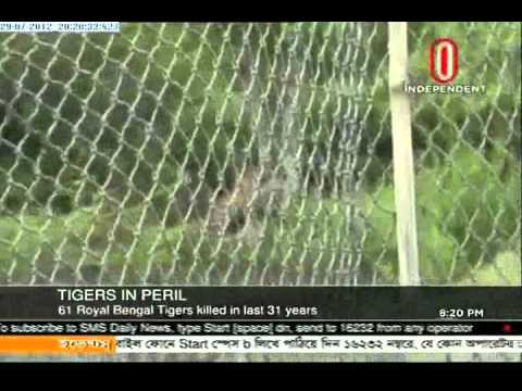 TIGERS IN PERIL - YouTube
