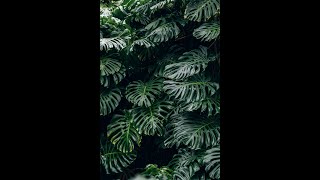 Everything Monstera Plants!