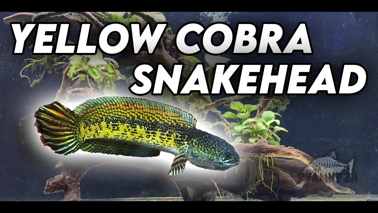 Channa Aurantimaculata | Big Fat Yellow Cobra Snakehead (auranti) - YouTube