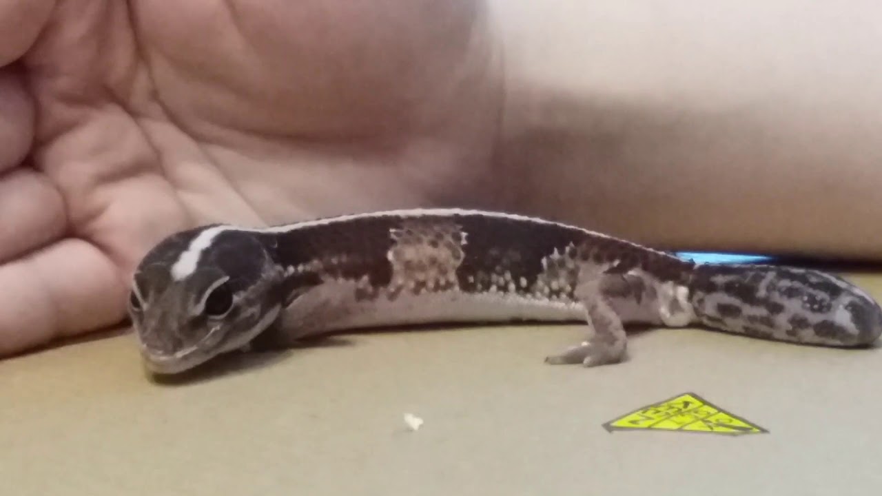 Jonathon Soyster and Evan Messner Earth Day Video - YouTube